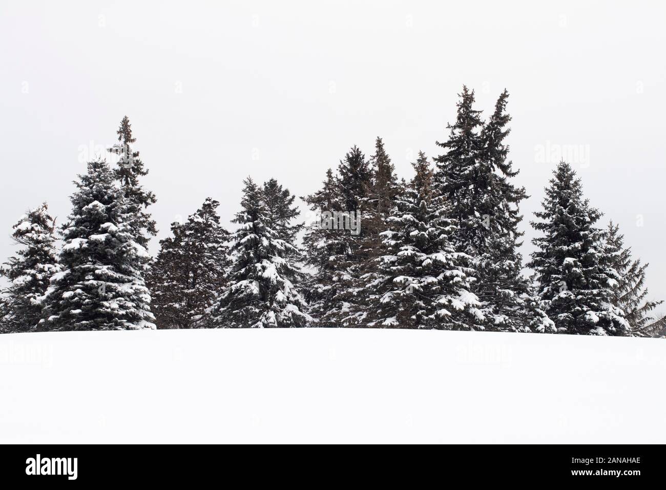 snow covered pine trees Stock Photo - Alamy