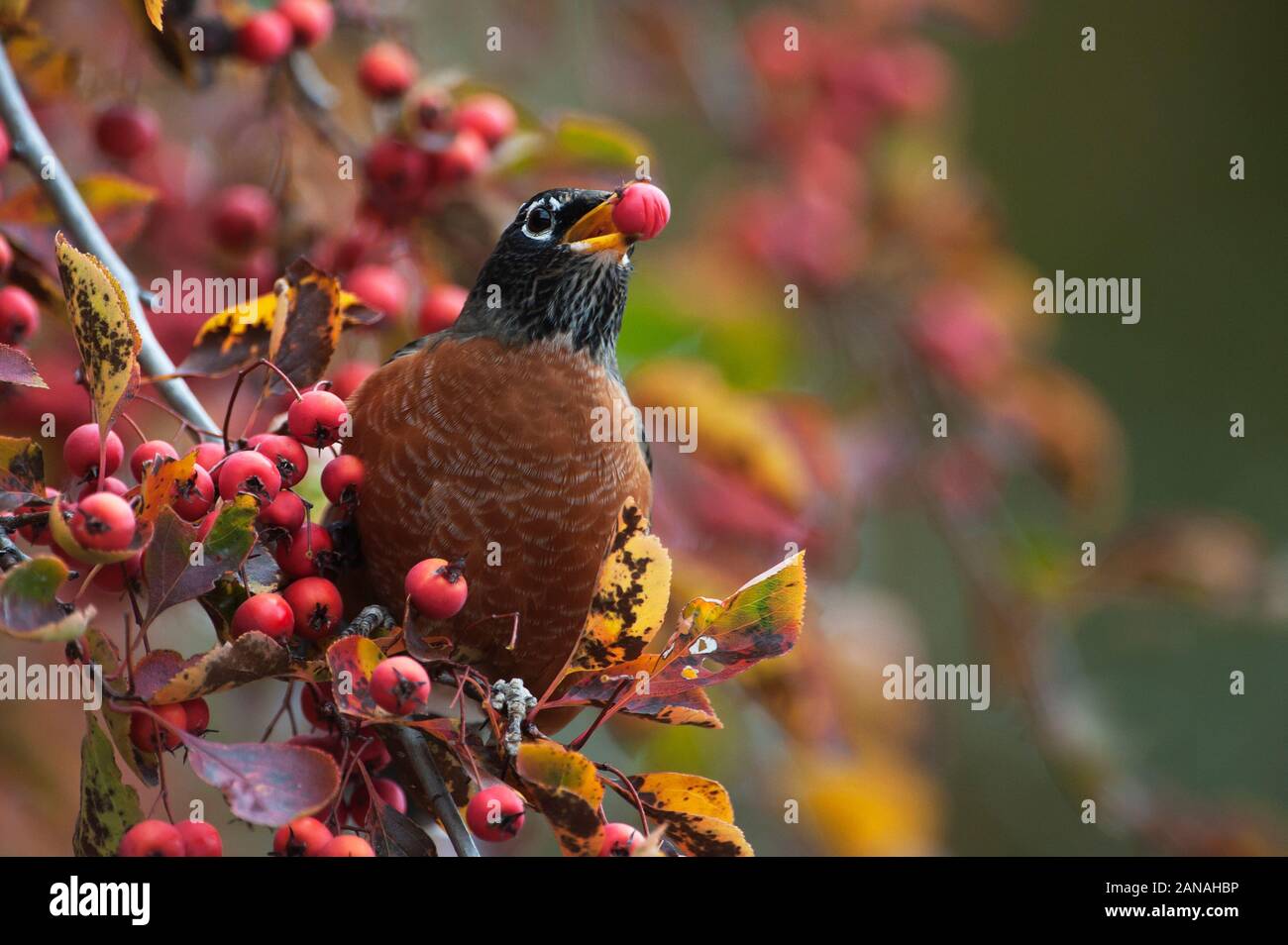 American robin feeding on crab apple berries in autumn Stock Photo - Alamy