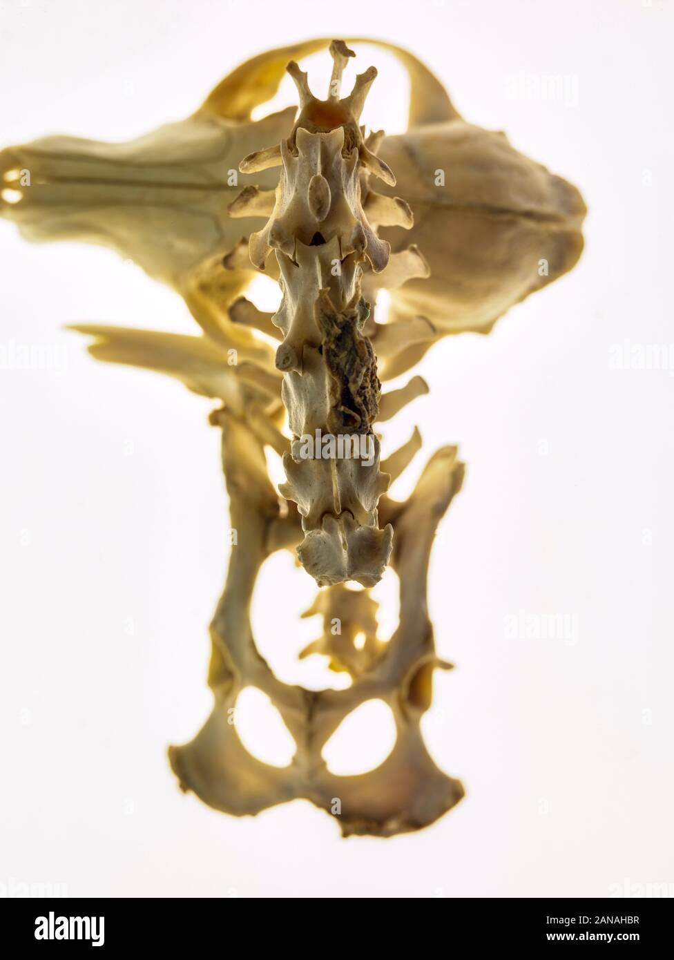 Still-life of skull, bones, alluding to death and other nefarious deeds ...