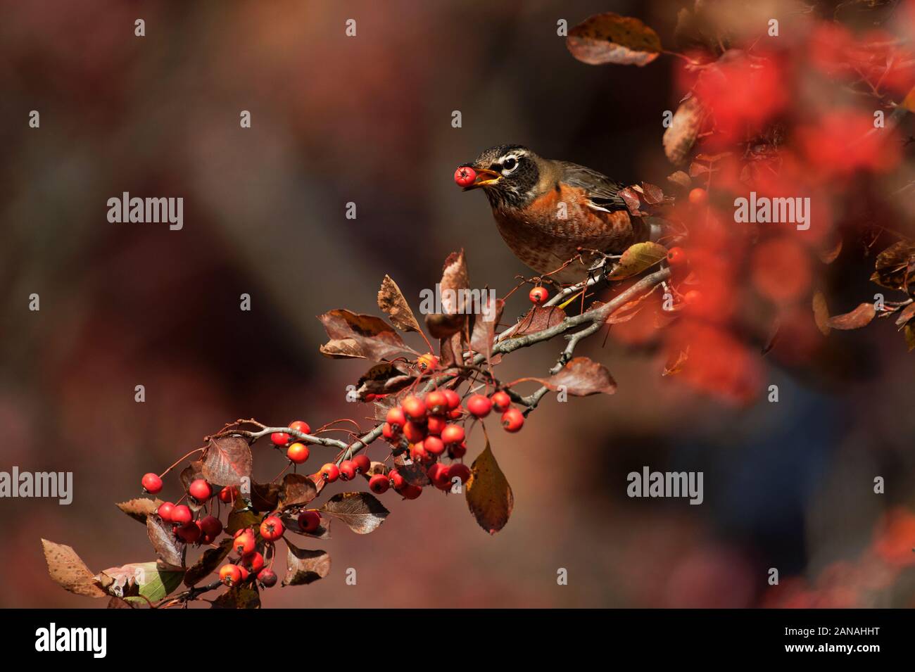 American robin feeding on crab apple berries in autumn Stock Photo - Alamy