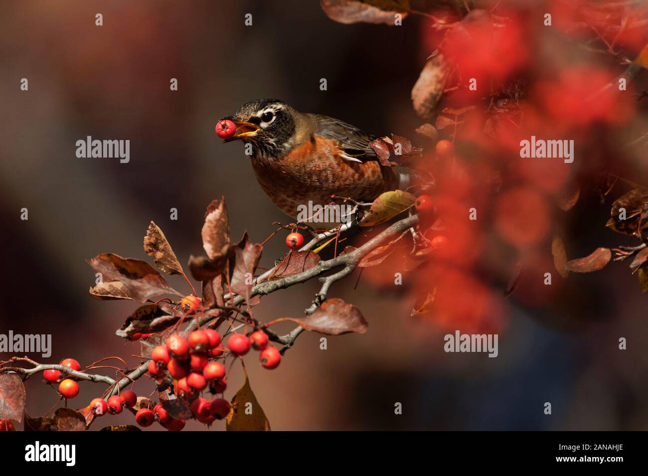Robin eating berries hi-res stock photography and images - Alamy