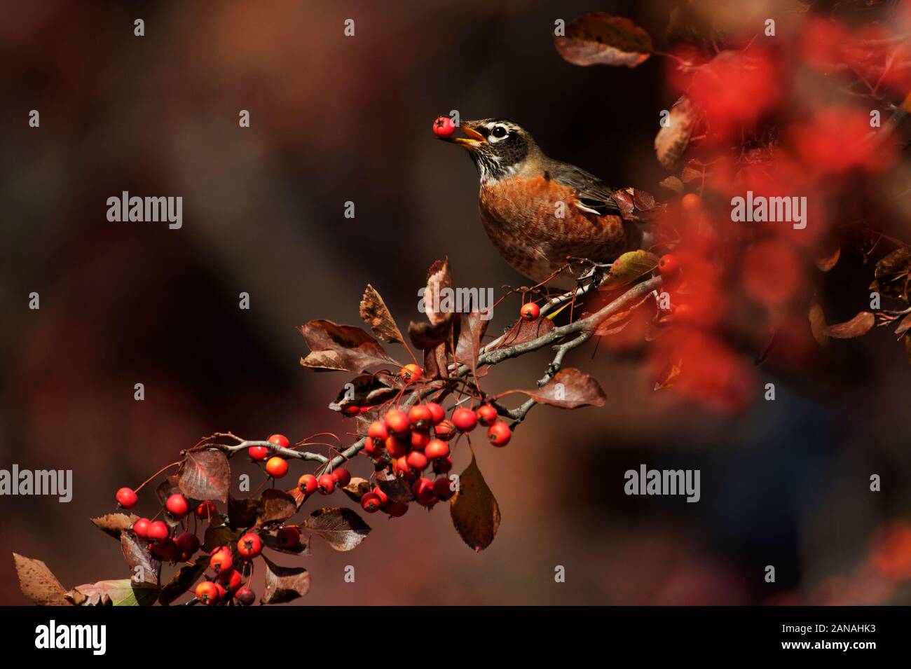 Robin eating berries hi-res stock photography and images - Alamy