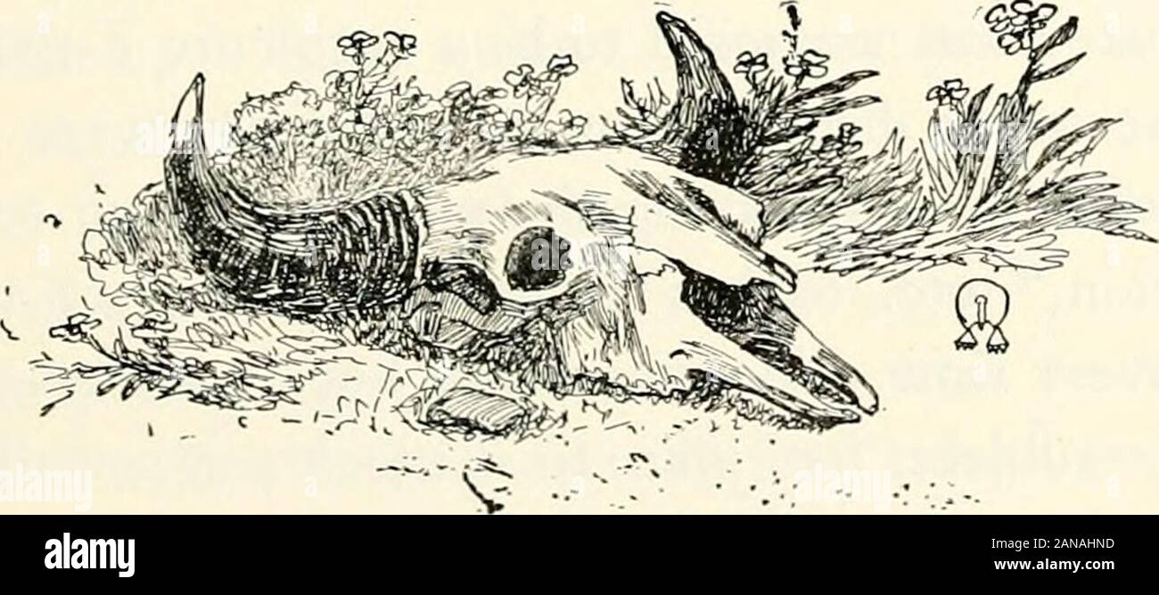 Mottled rattlesnake hi-res stock photography and images - Alamy