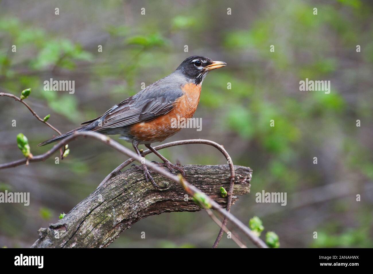 American robin hi-res stock photography and images - Alamy