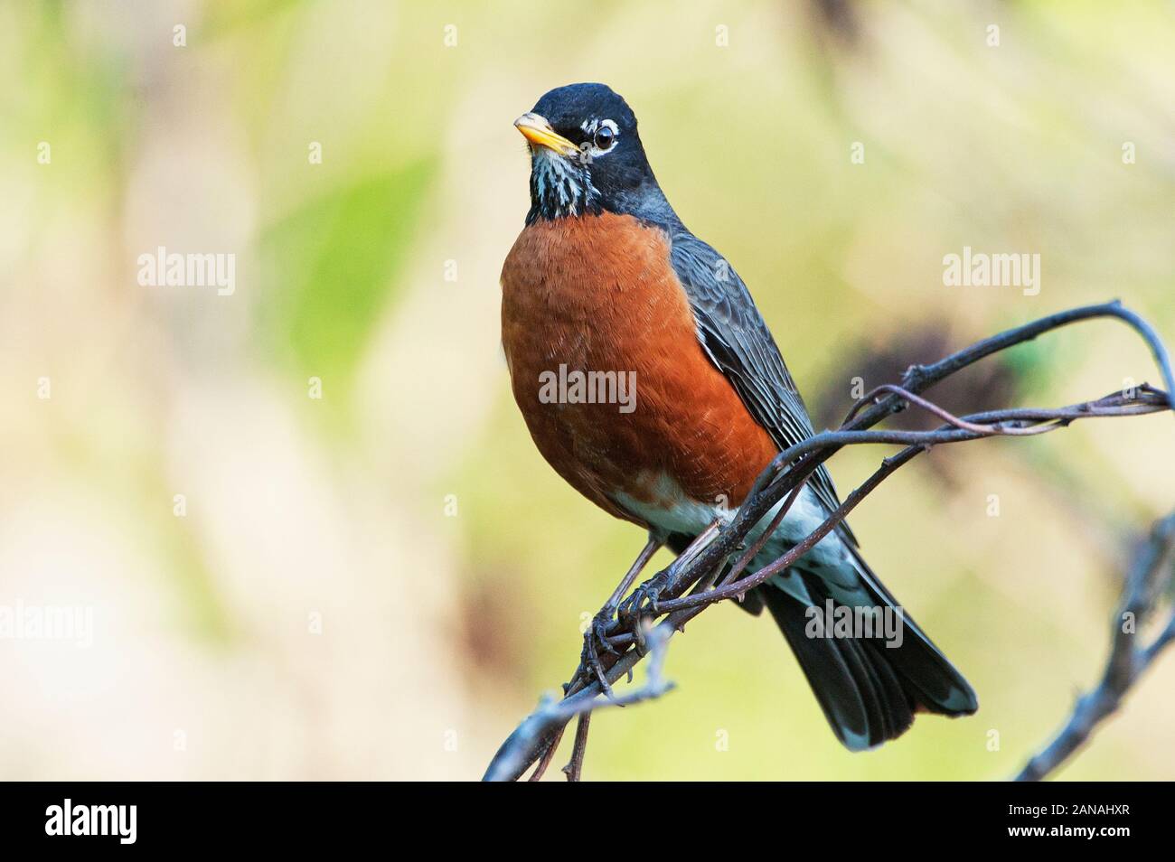 American robin portrait hi-res stock photography and images - Alamy