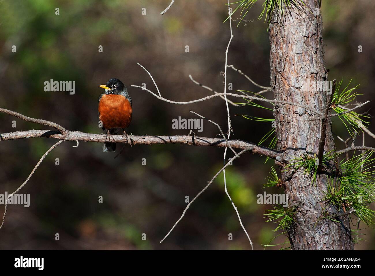 American robin in woodland habitat Stock Photo - Alamy