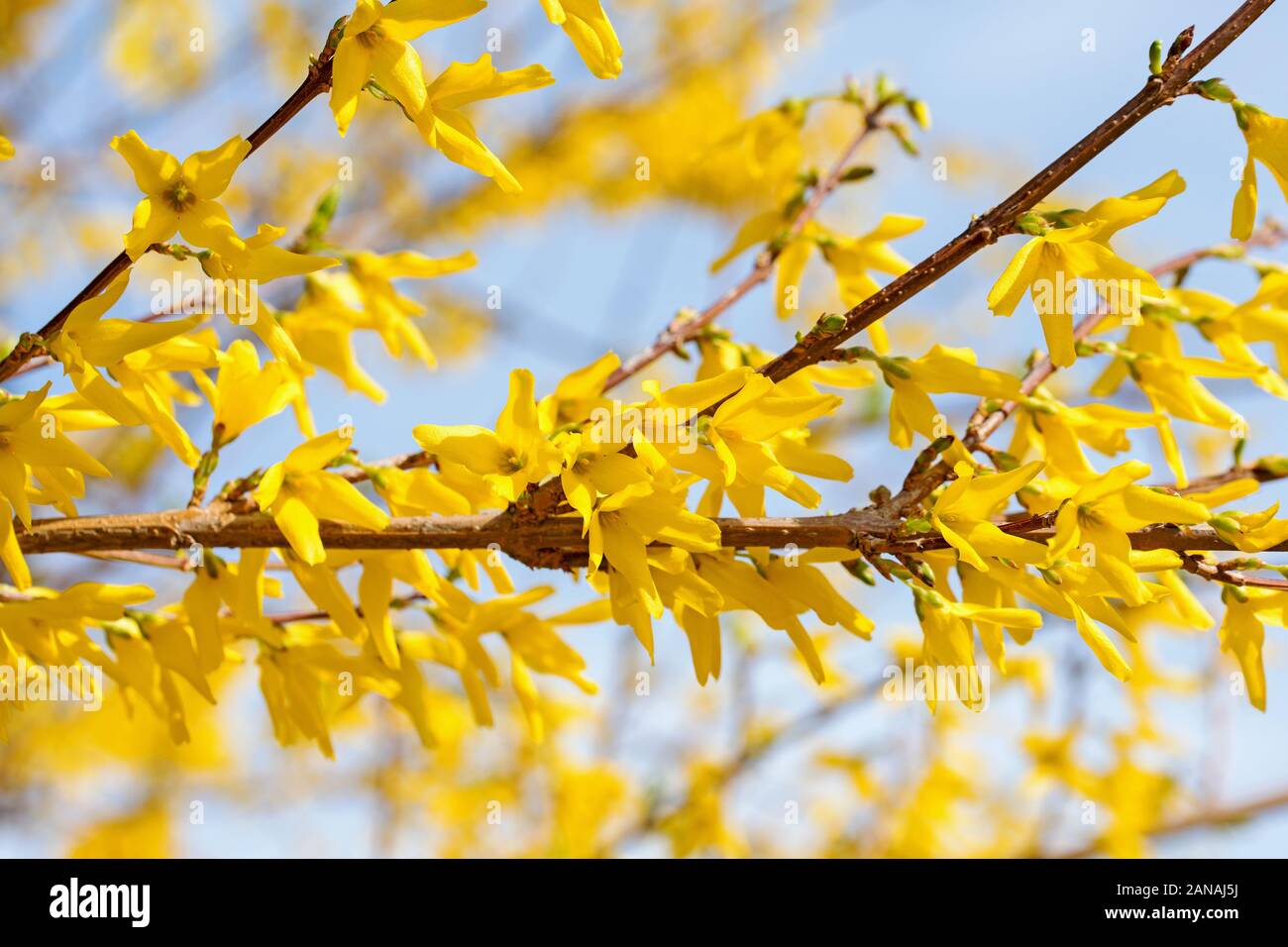Flowering forsythia in spring Stock Photo - Alamy