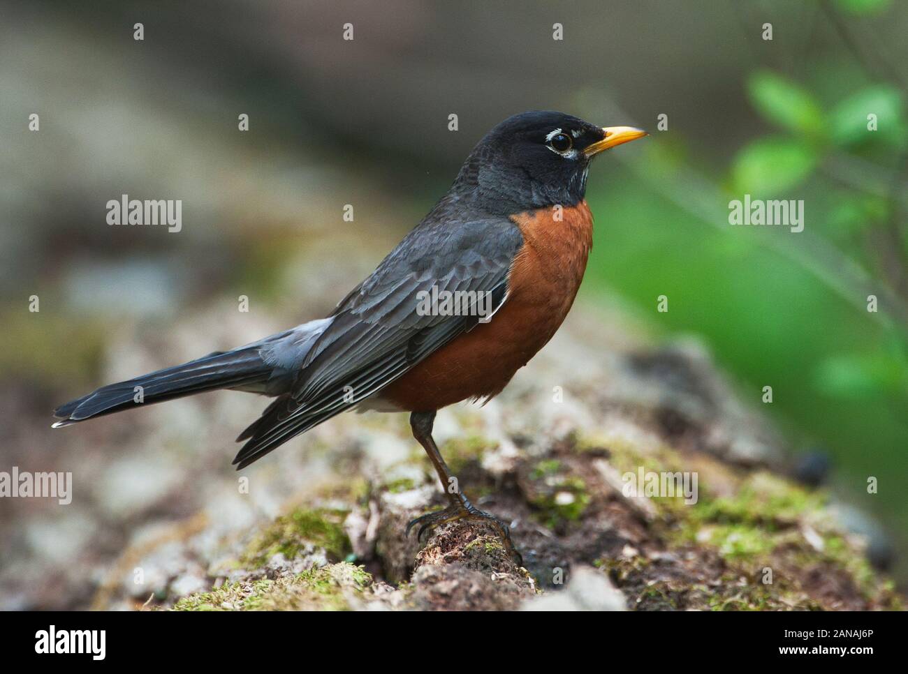 American robin portrait hi-res stock photography and images - Alamy
