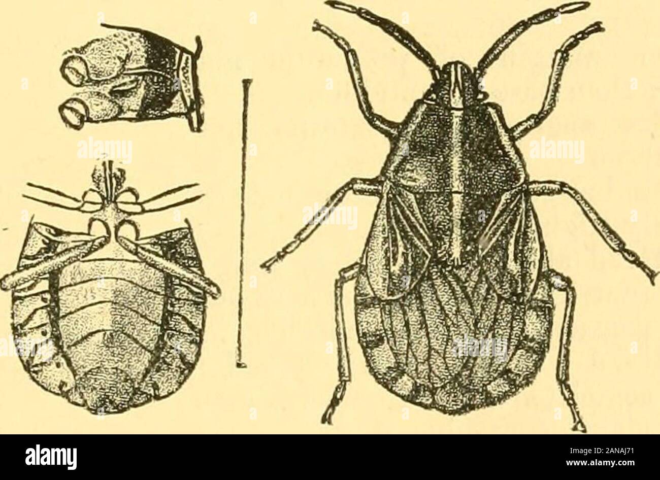 Rhynchota .. . the eyes ; autenuse four-jointed, basal joint not ...