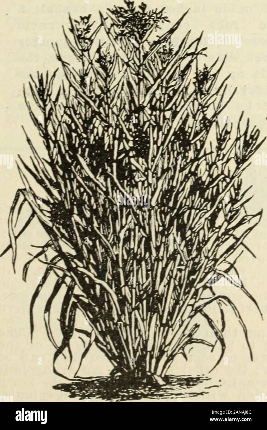 German millet hi-res stock photography and images - Alamy