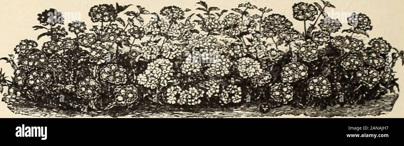 Pink chamberlain flower hi-res stock photography and images - Alamy