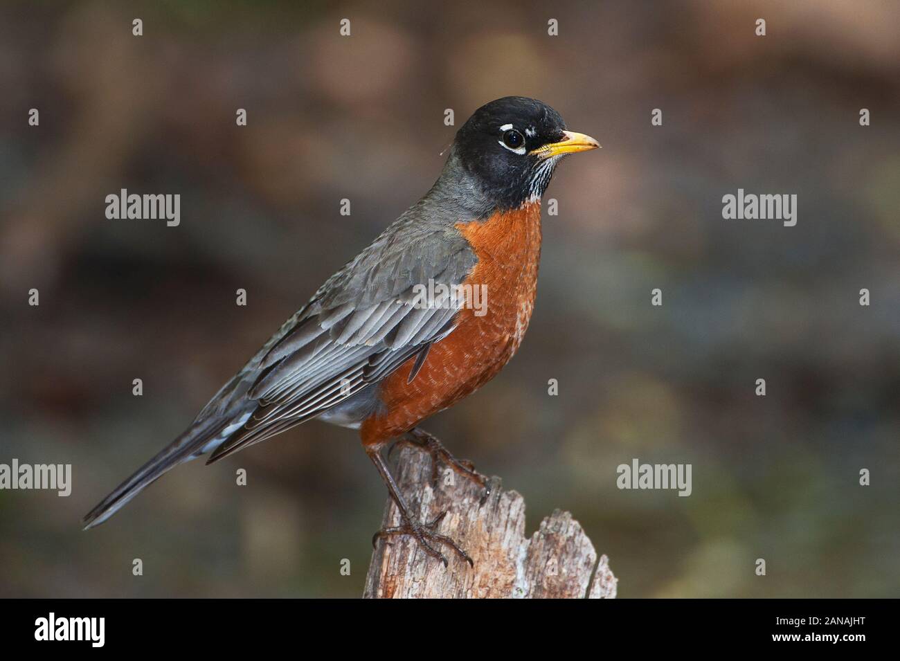 American robin portrait hi-res stock photography and images - Alamy
