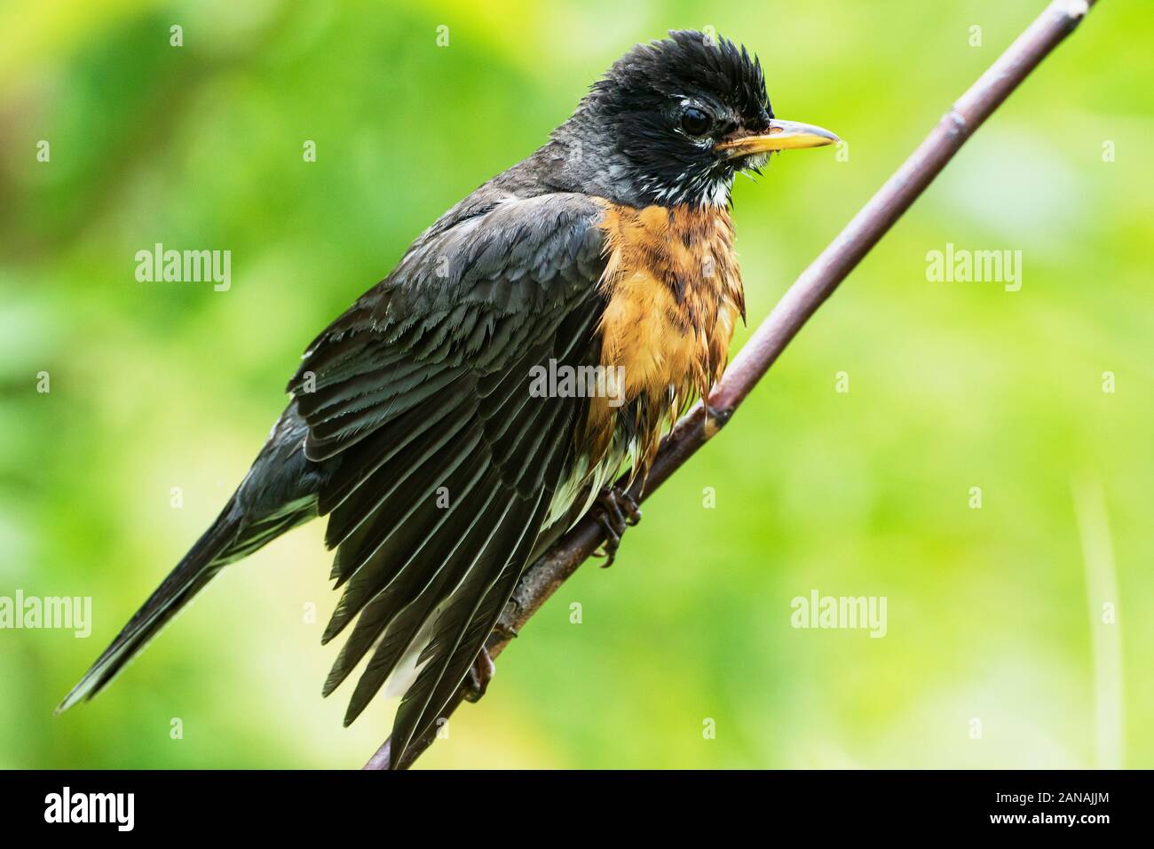 American robin drying wings after bath Stock Photo - Alamy