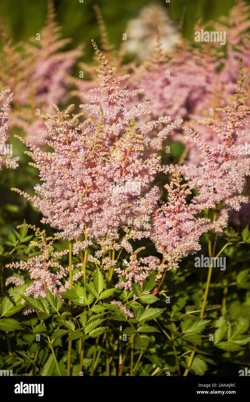 Panicle Inflorescence