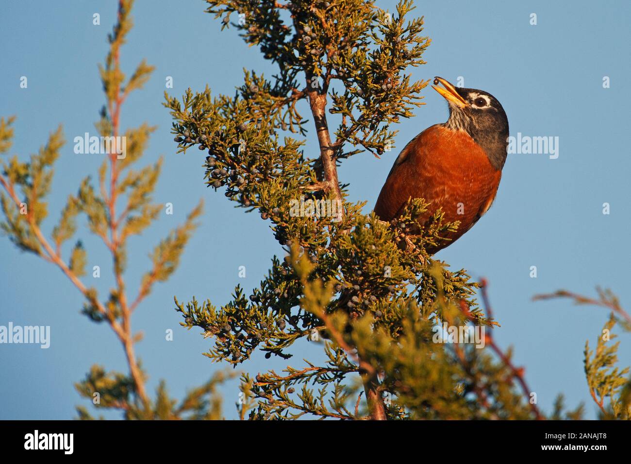 American robin foraging on eastern red cedar berries Stock Photo - Alamy