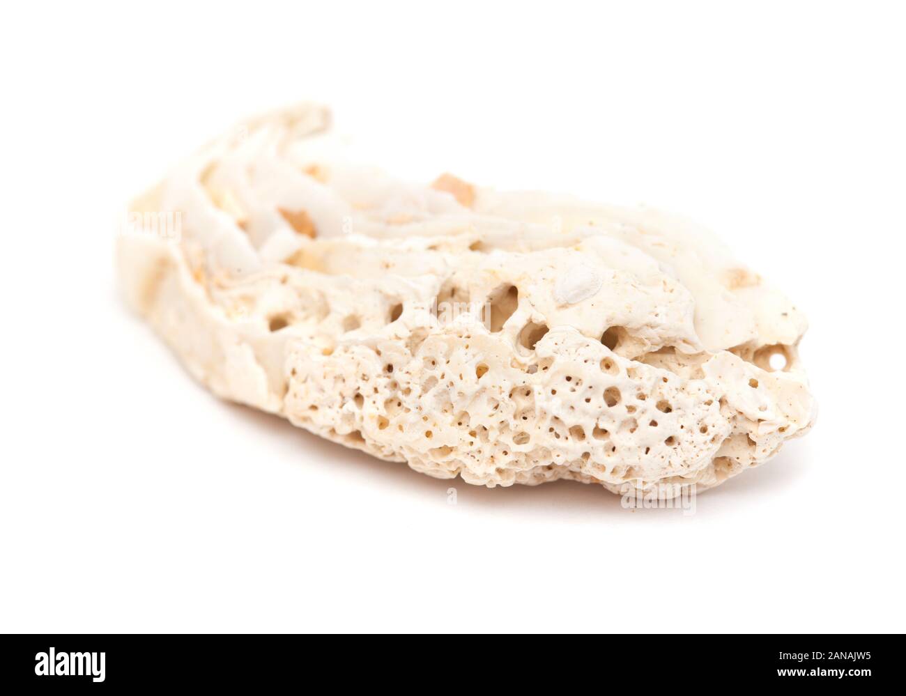 fossil shell of Bivalvia mollusc isolated on white Stock Photo - Alamy