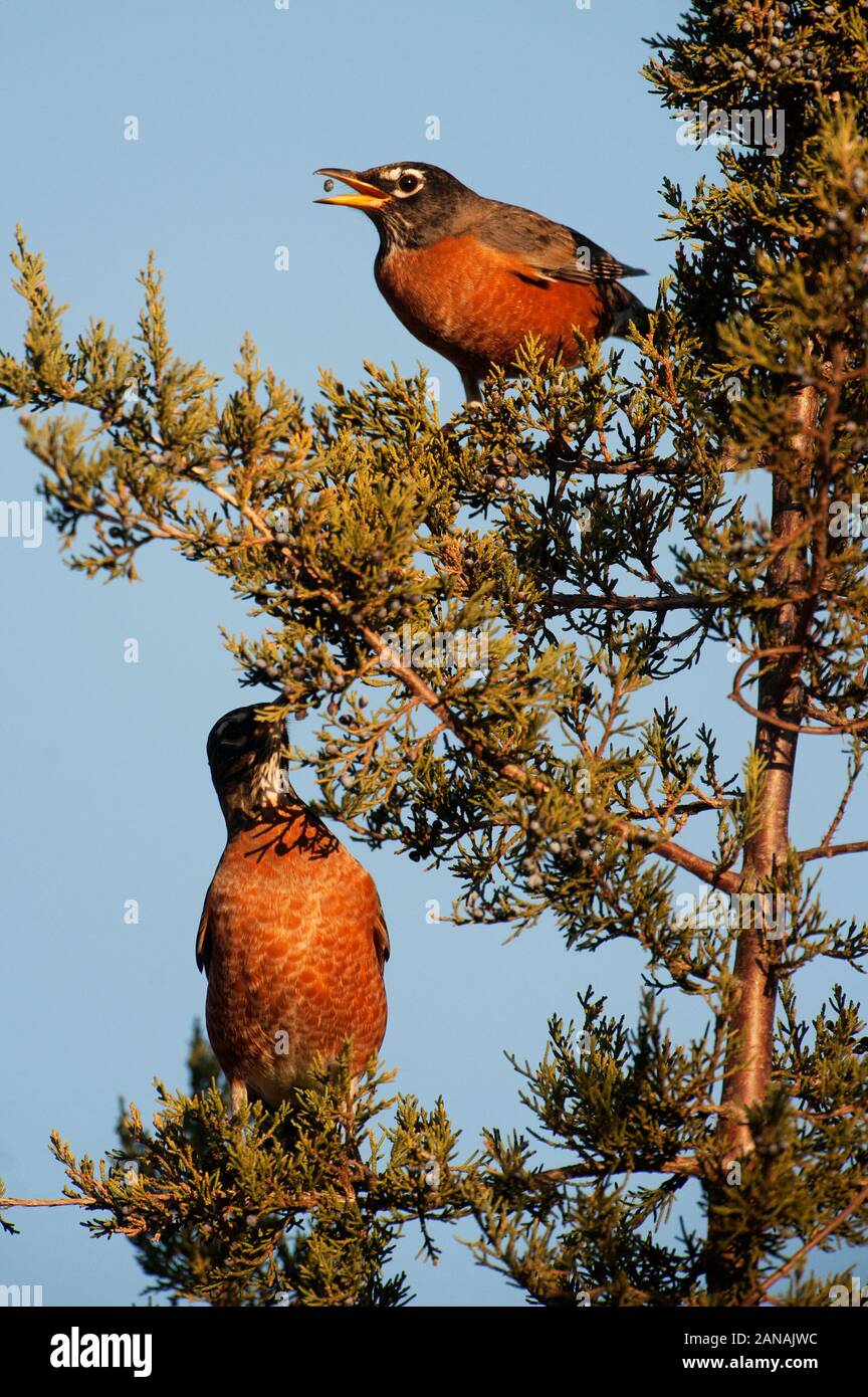 Foraging birds hi-res stock photography and images - Alamy