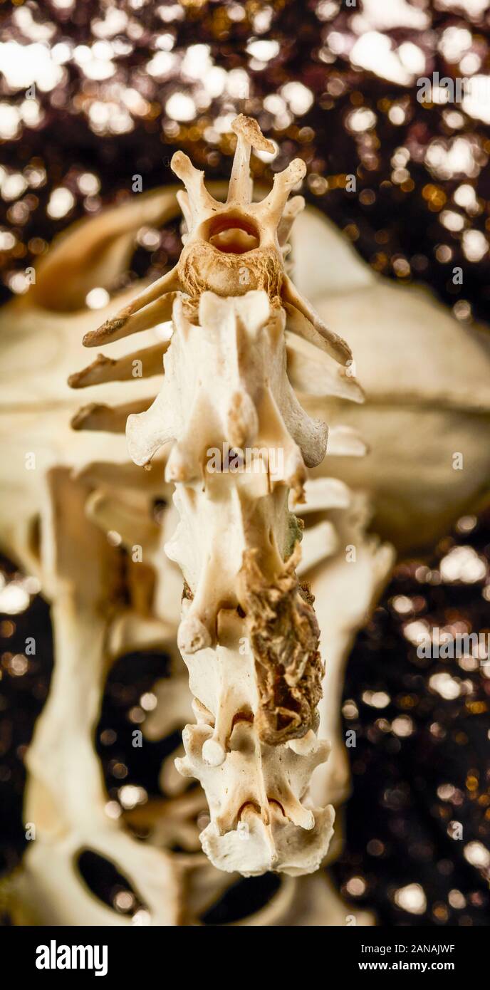 animal jawbone with teeth nature in the raw close-up portrait Stock ...