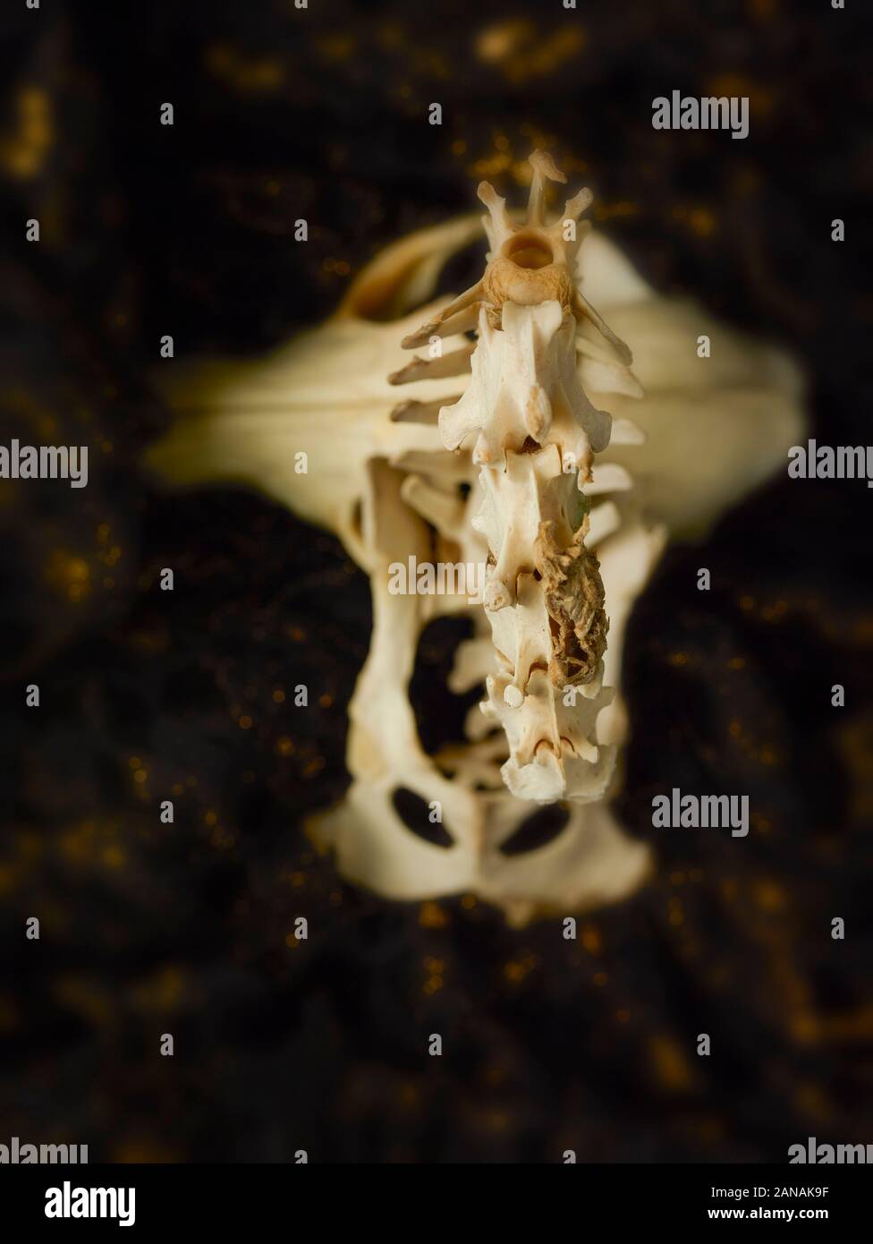 animal jawbone with teeth nature in the raw close-up portrait Stock ...