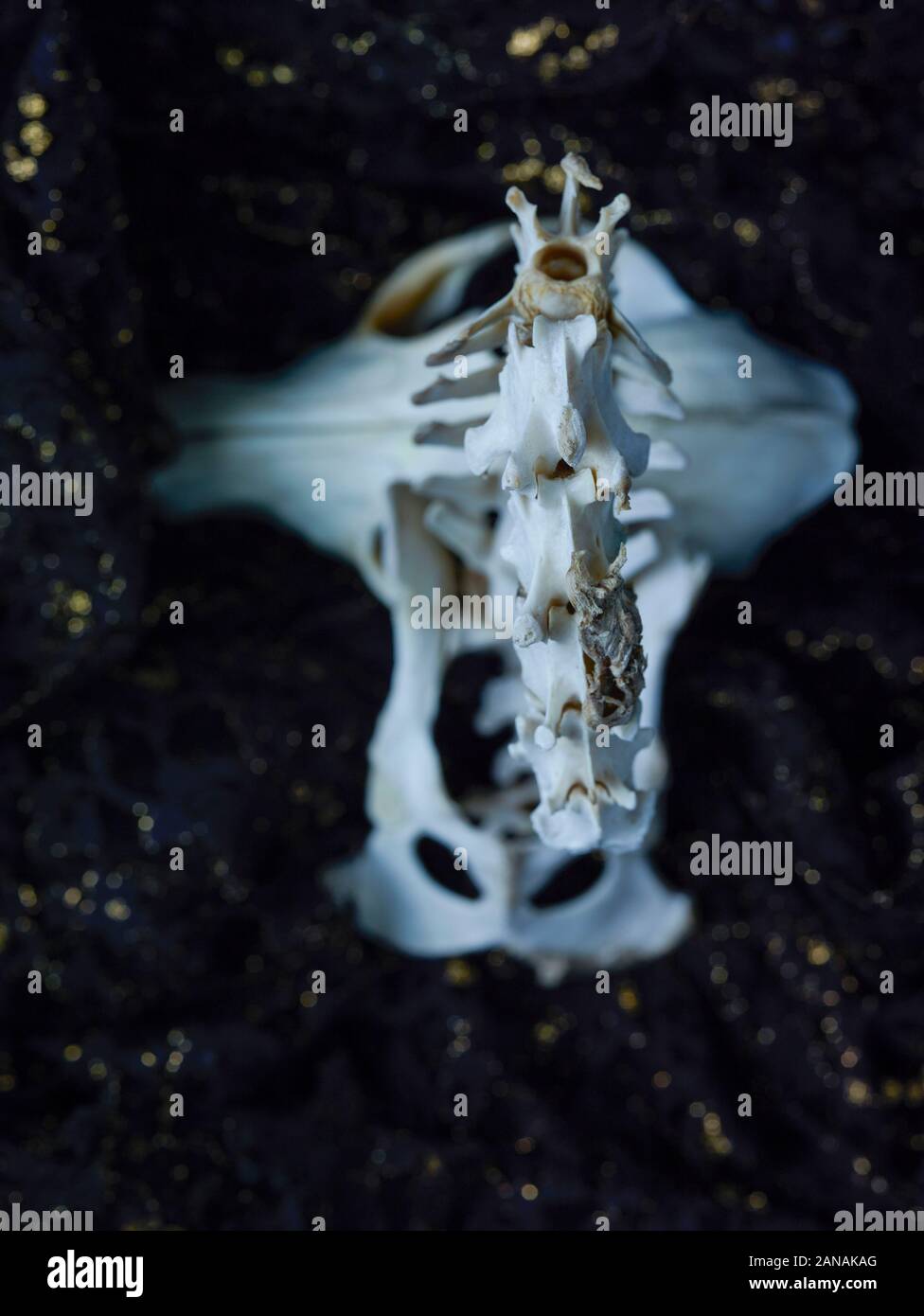 animal jawbone with teeth nature in the raw close-up portrait Stock ...