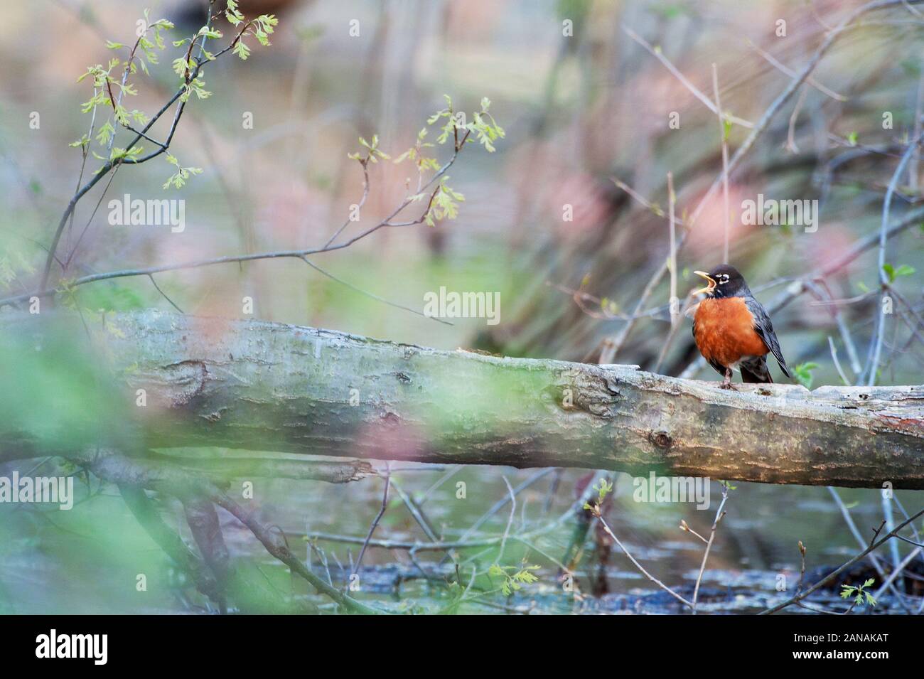 American robin close up hi-res stock photography and images - Alamy