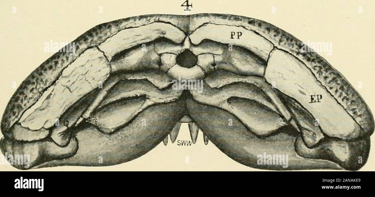 The American journal of anatomy . THE AMERICAN JOURNAL OF ANATOMY. VOL ...