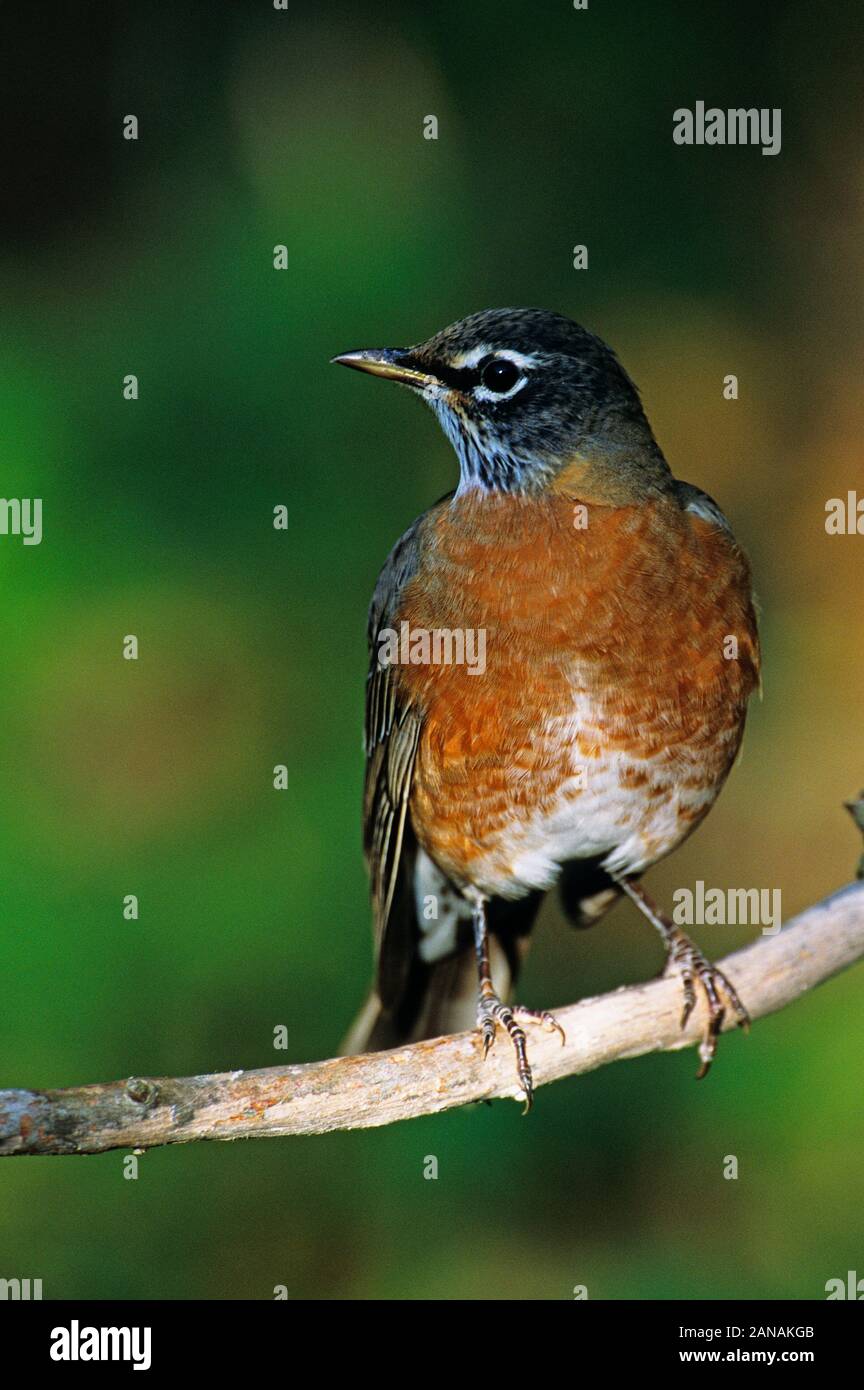 American robin portrait up close Stock Photo - Alamy