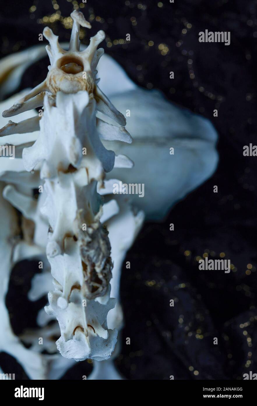 animal jawbone with teeth nature in the raw close-up portrait Stock ...