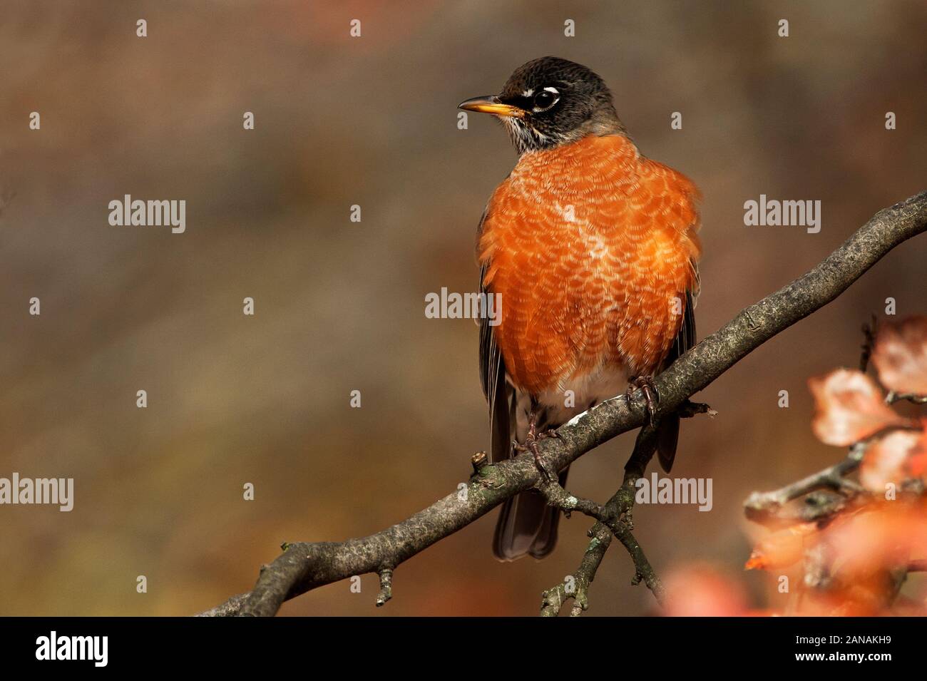 American robin portrait up close Stock Photo - Alamy