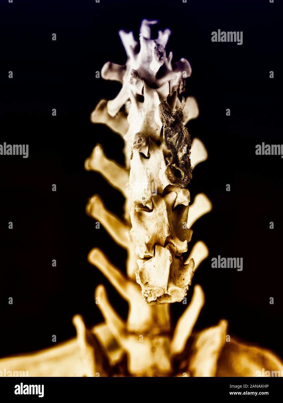 Still-life of skull, bones, alluding to death and other nefarious deeds ...