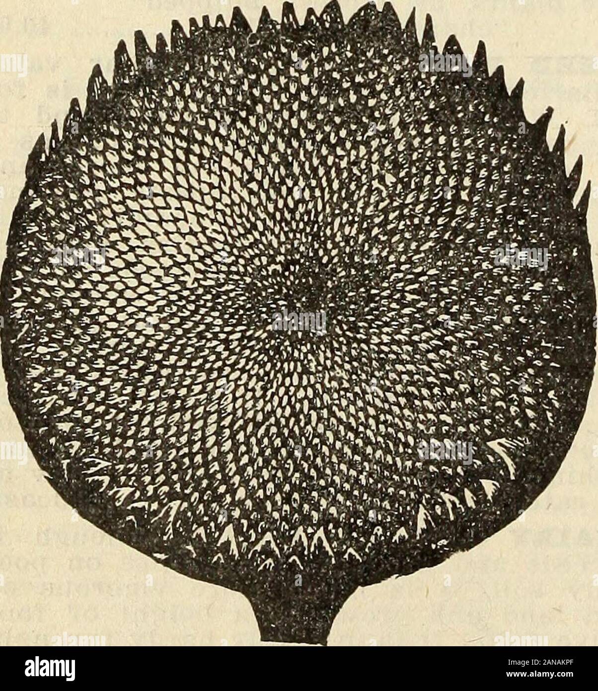 Ower heads hi-res stock photography and images - Alamy