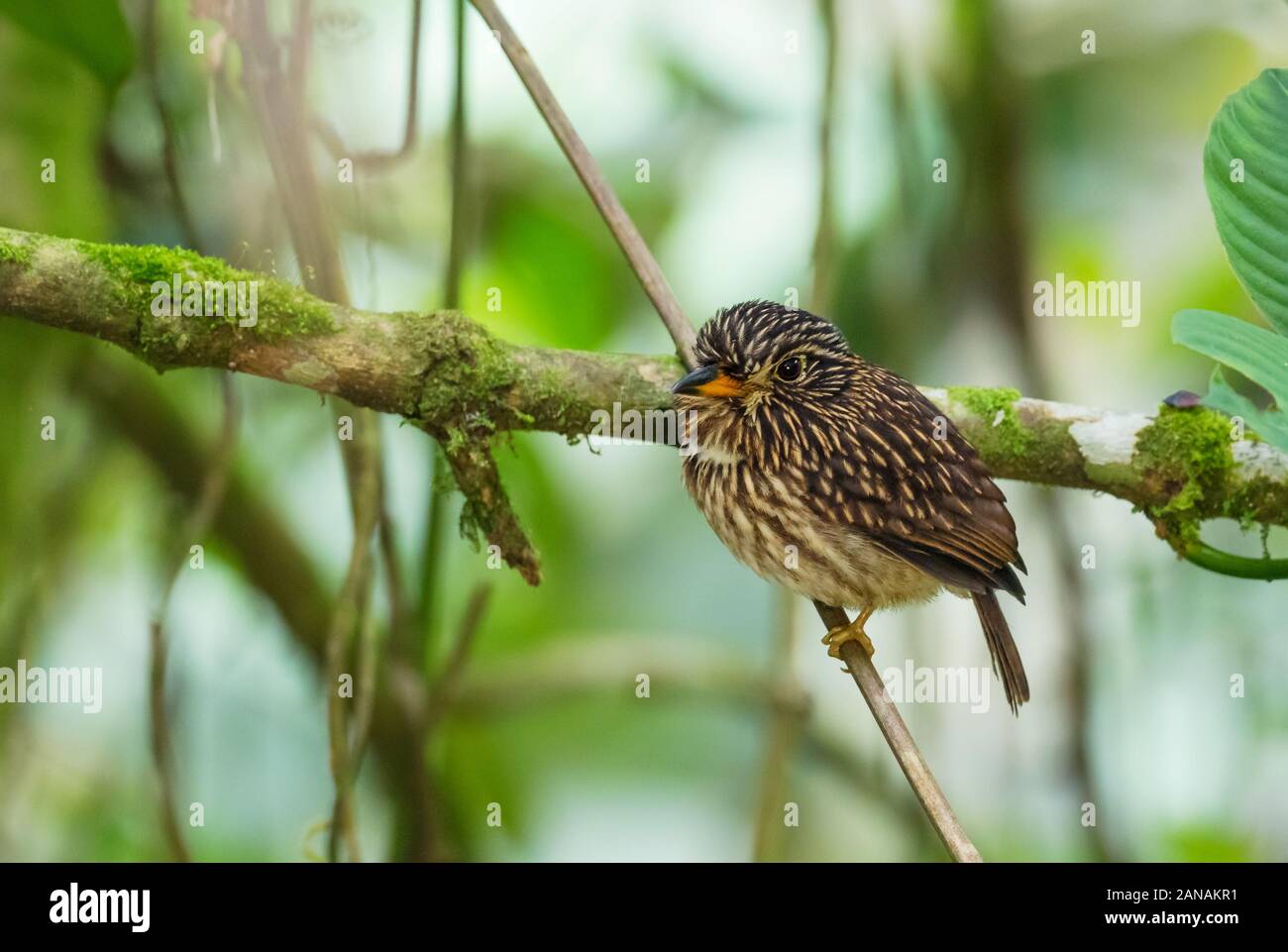 White-chested Puffbird - Malacoptila fusca, small shy perching bird ...