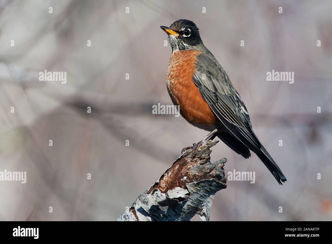 American robin portrait hi-res stock photography and images - Alamy