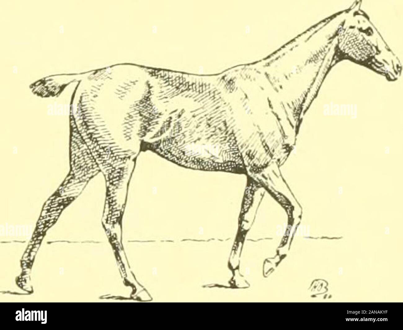 The points of the horse : a familiar treatise on equine conformation ...