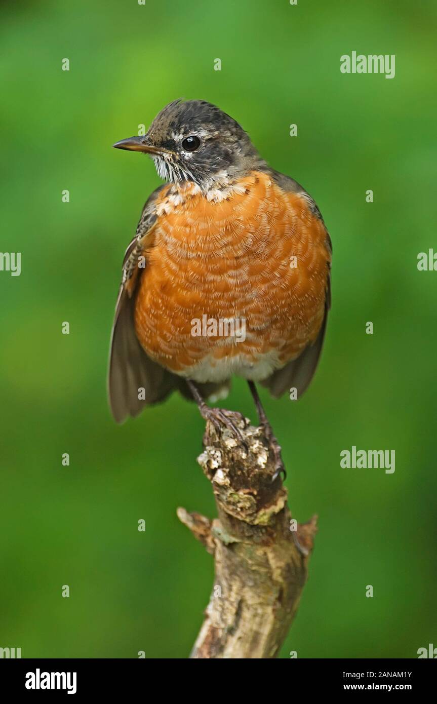 American robin close up hi-res stock photography and images - Alamy