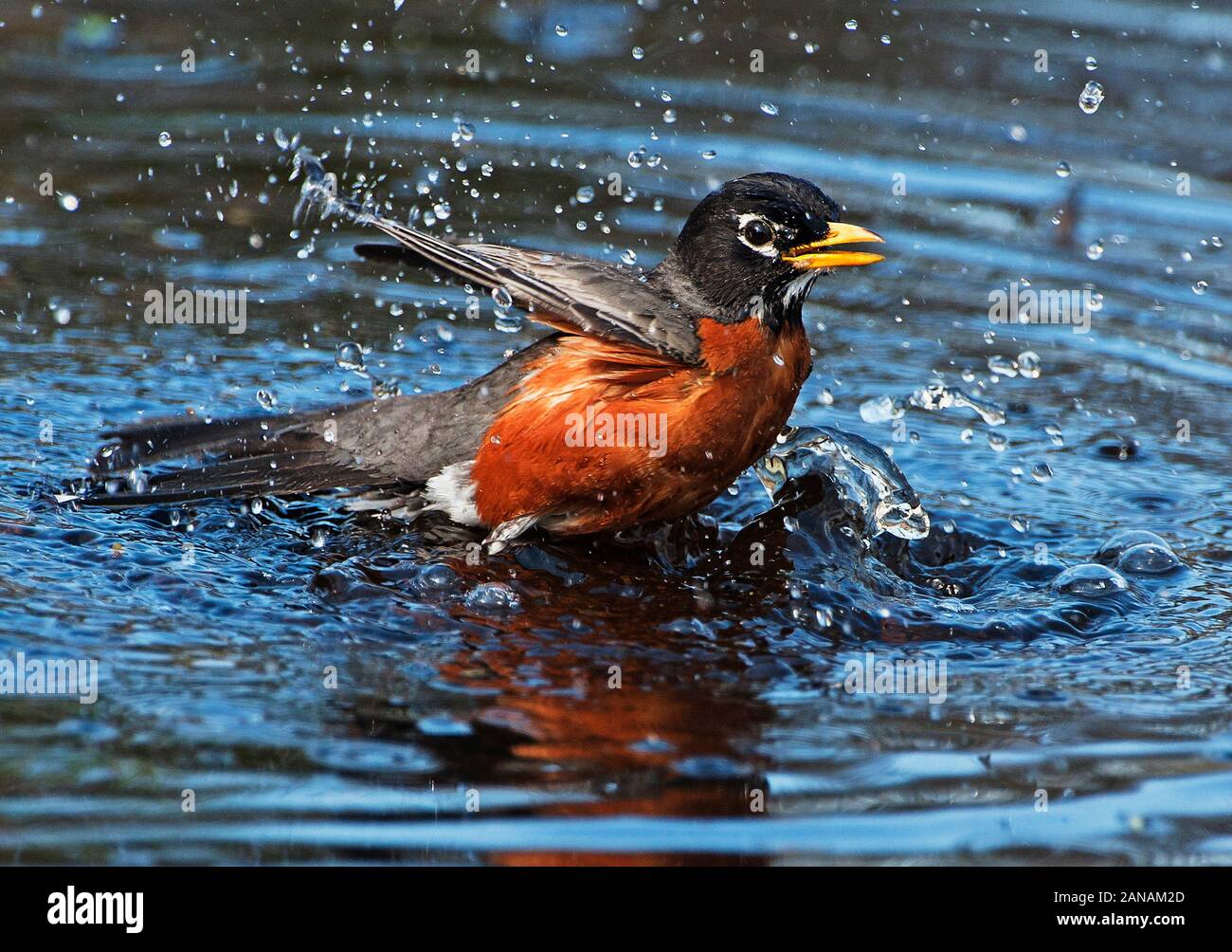 Bathing pond hi-res stock photography and images - Alamy