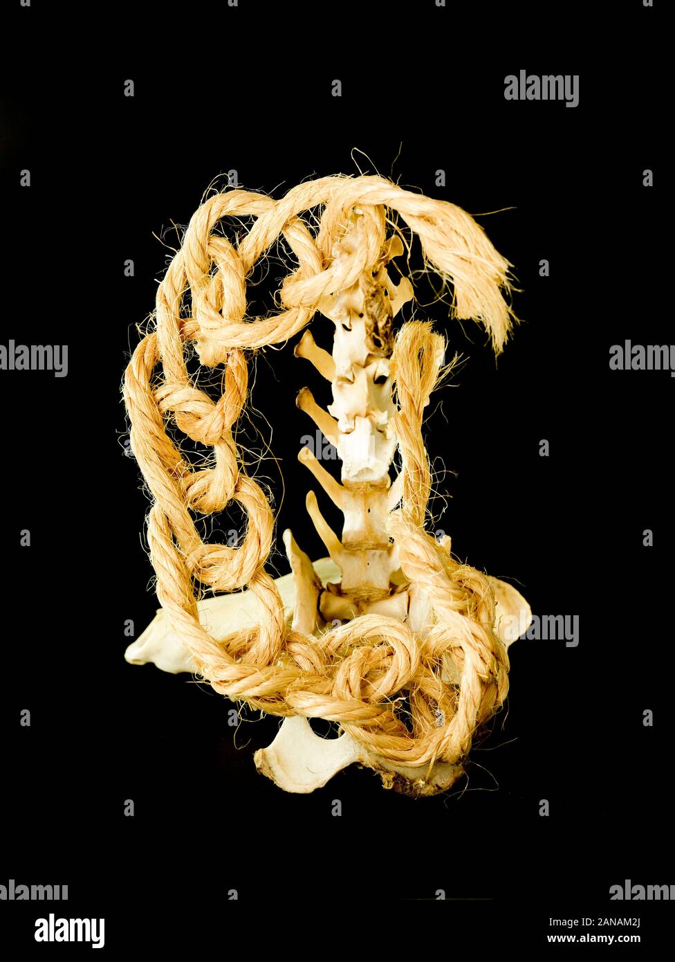 Still-life of skull, bones, alluding to death and other nefarious deeds ...