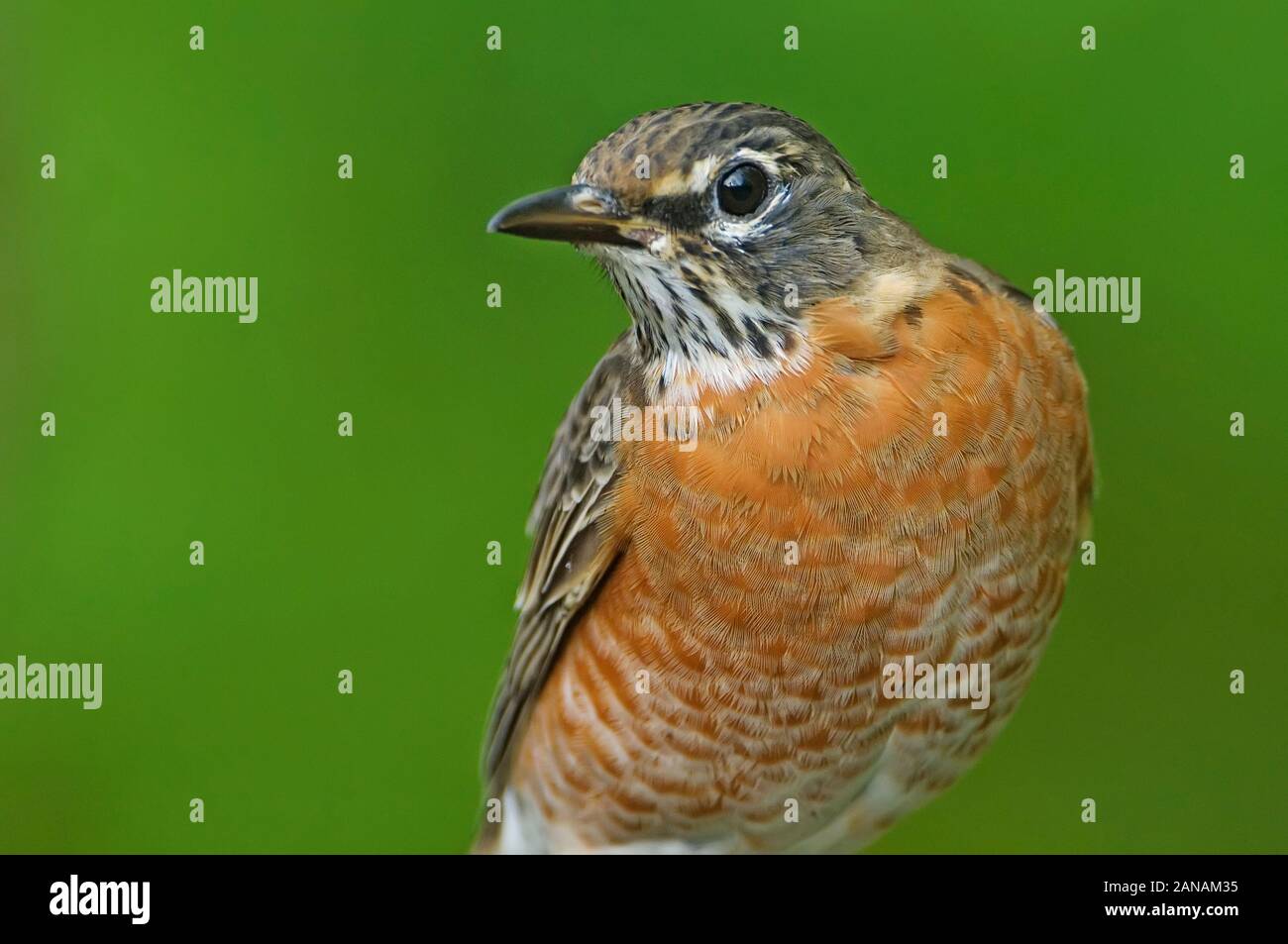 American robin portrait hi-res stock photography and images - Alamy