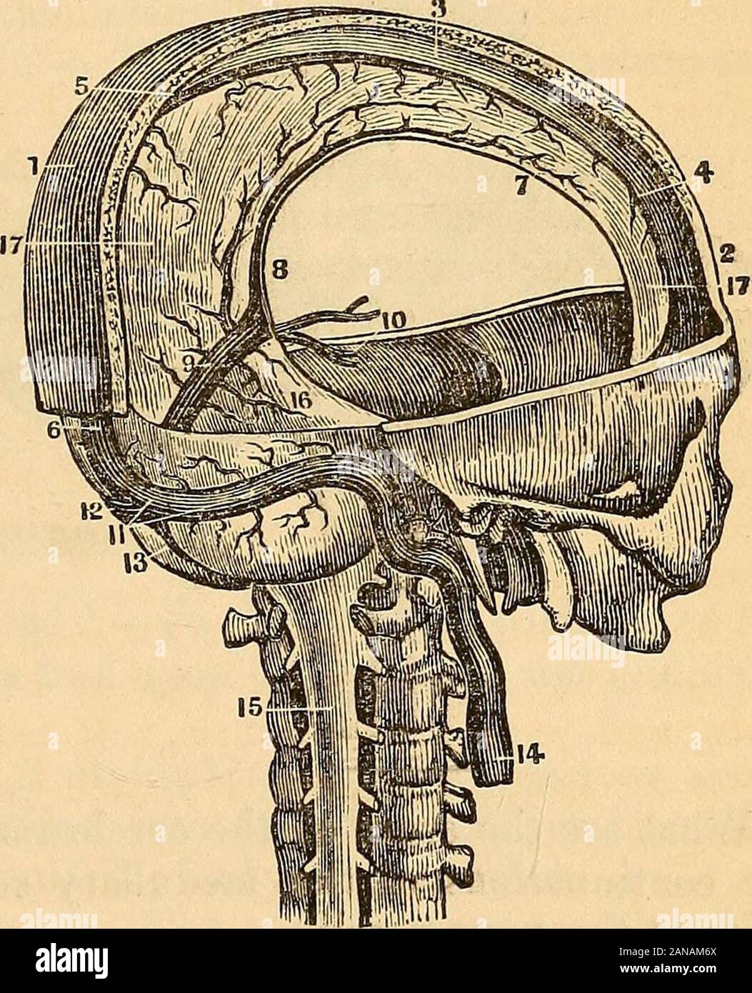 A manual of examinations : upon anatomy, physiology, surgery, practice ...