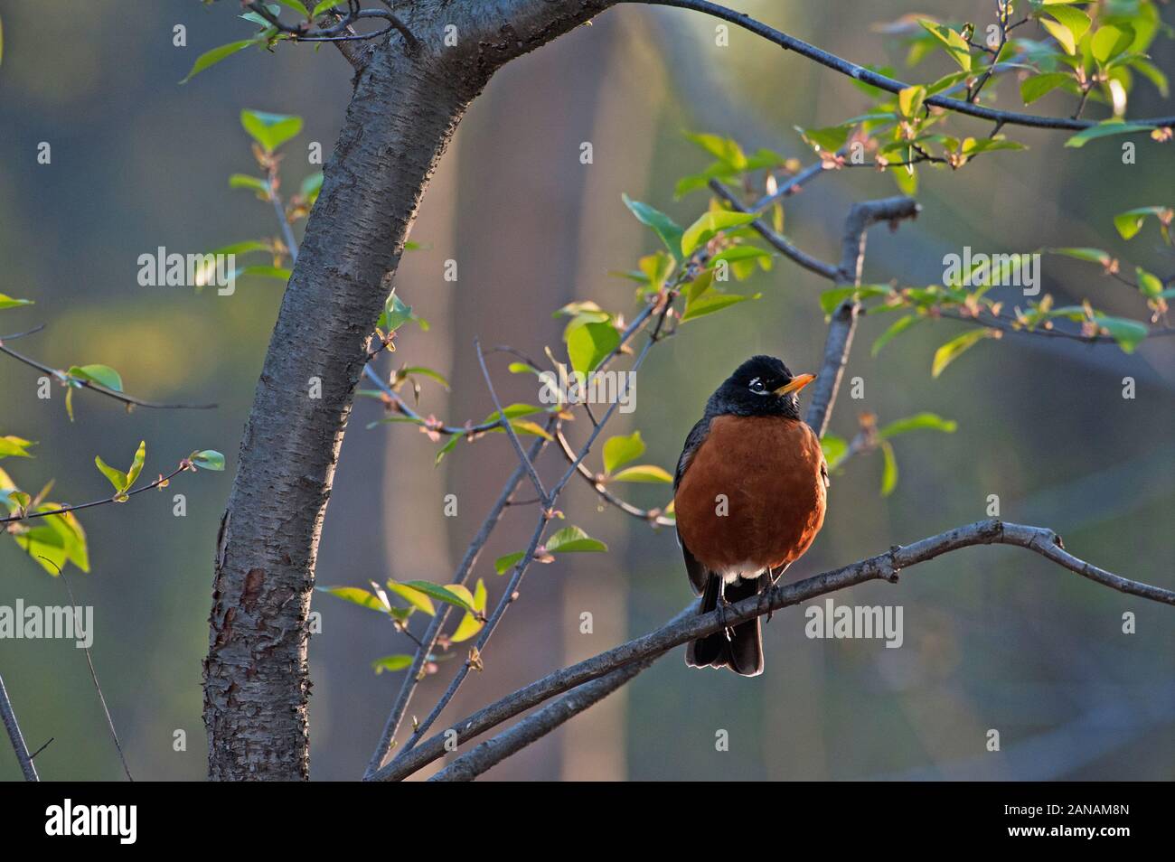 American robin and spring hi-res stock photography and images - Alamy