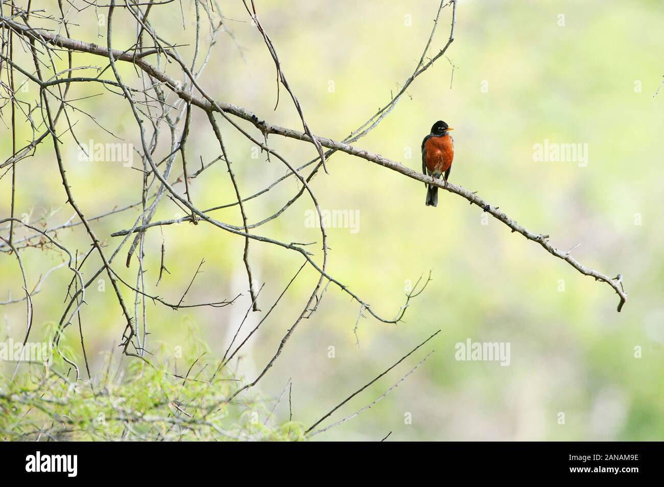 American robin in early spring woods Stock Photo - Alamy