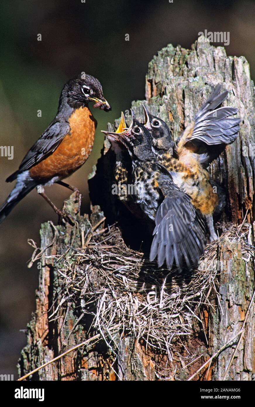 Robin feeding baby hi-res stock photography and images - Alamy
