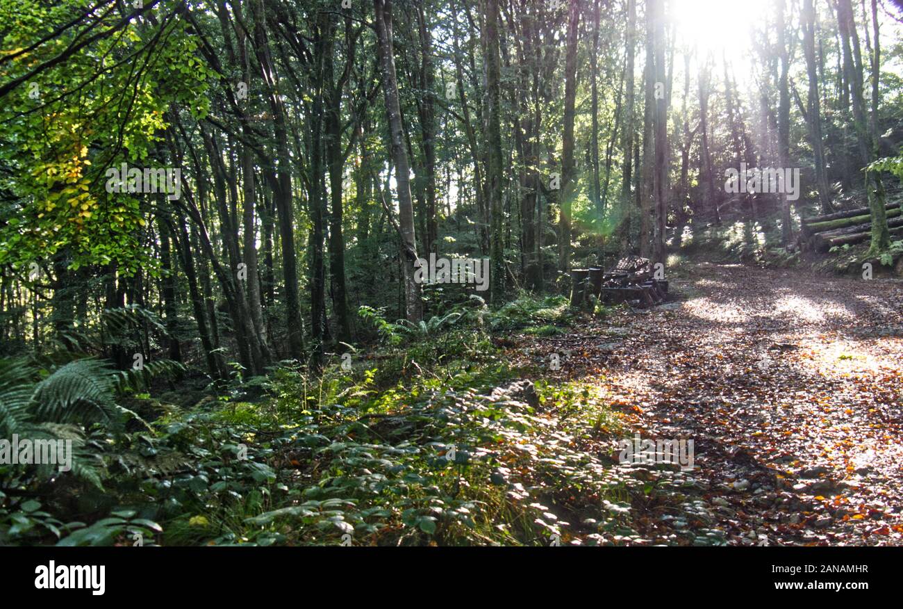 Early autumn in the woods, Cornwall, UK Stock Photo - Alamy