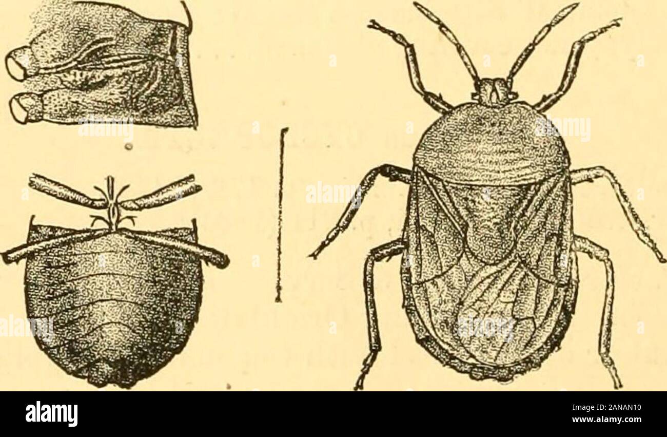 9 madras hi-res stock photography and images - Alamy