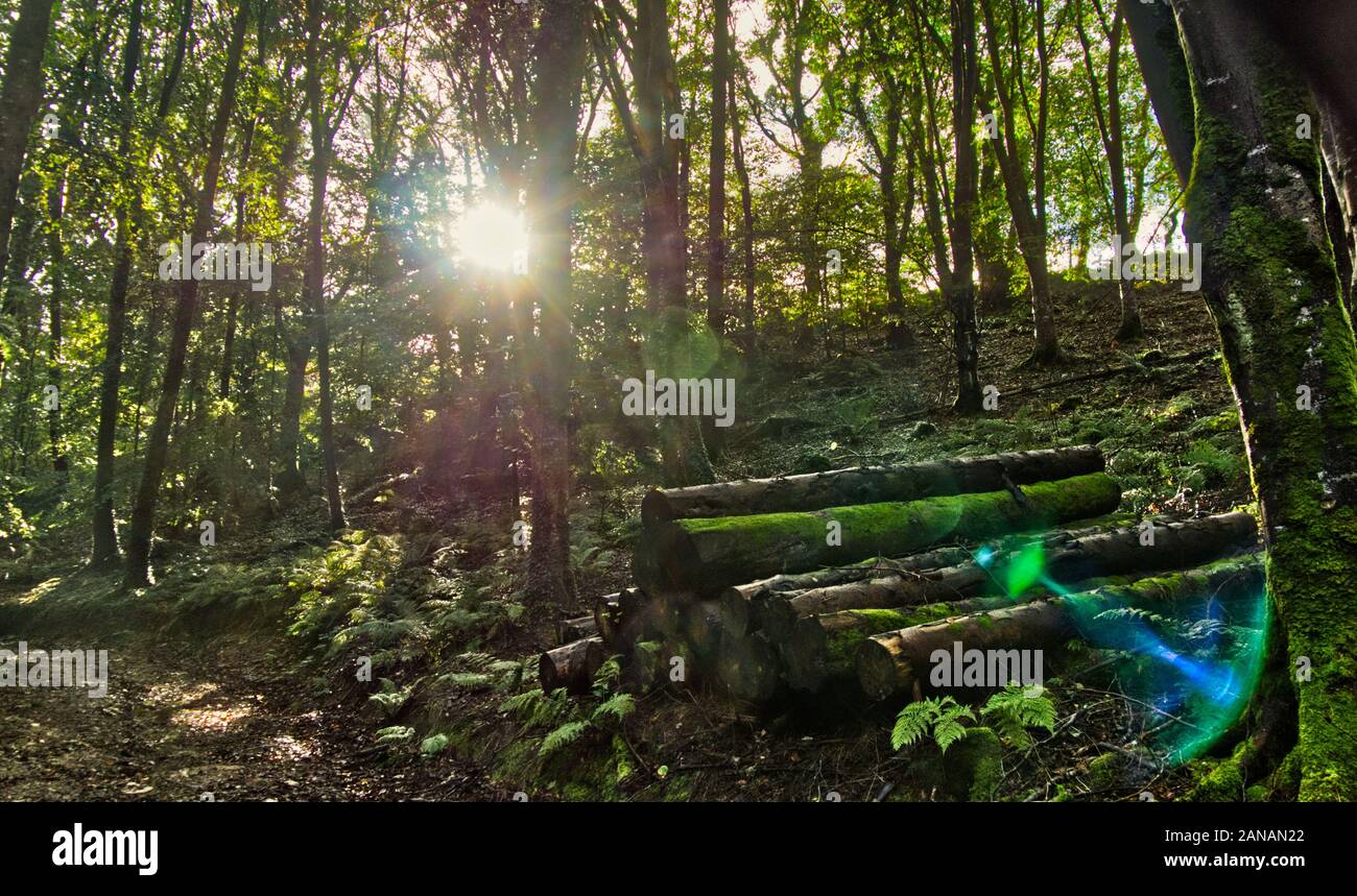 Early autumn in the woods, Cornwall, UK Stock Photo - Alamy