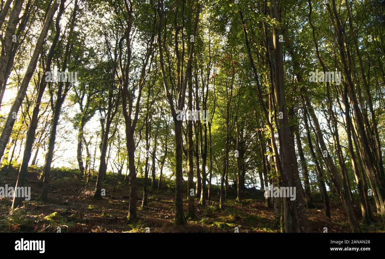 Early autumn in the woods, Cornwall, UK Stock Photo - Alamy