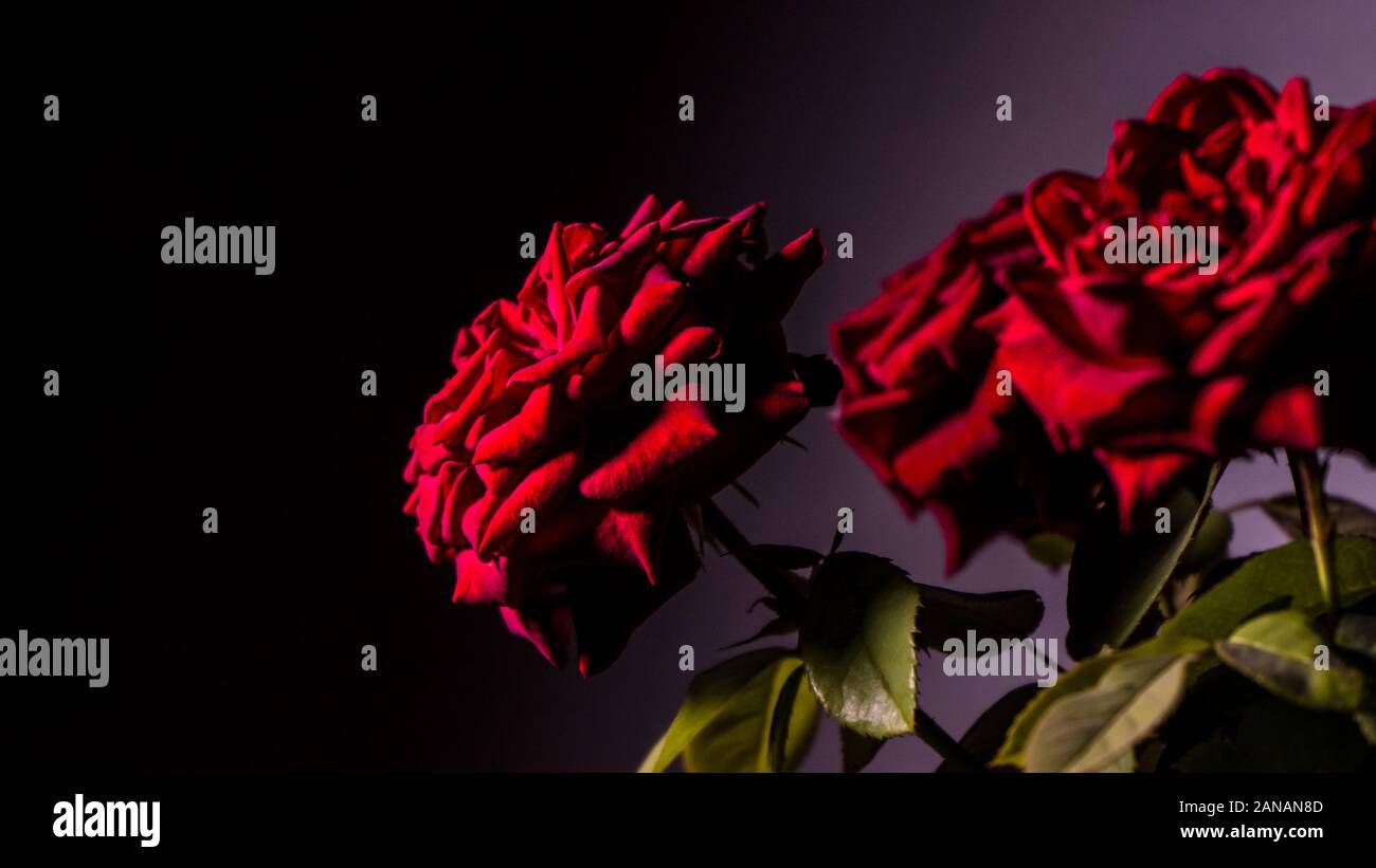 Red rose plant on the terrace of home Stock Photo - Alamy