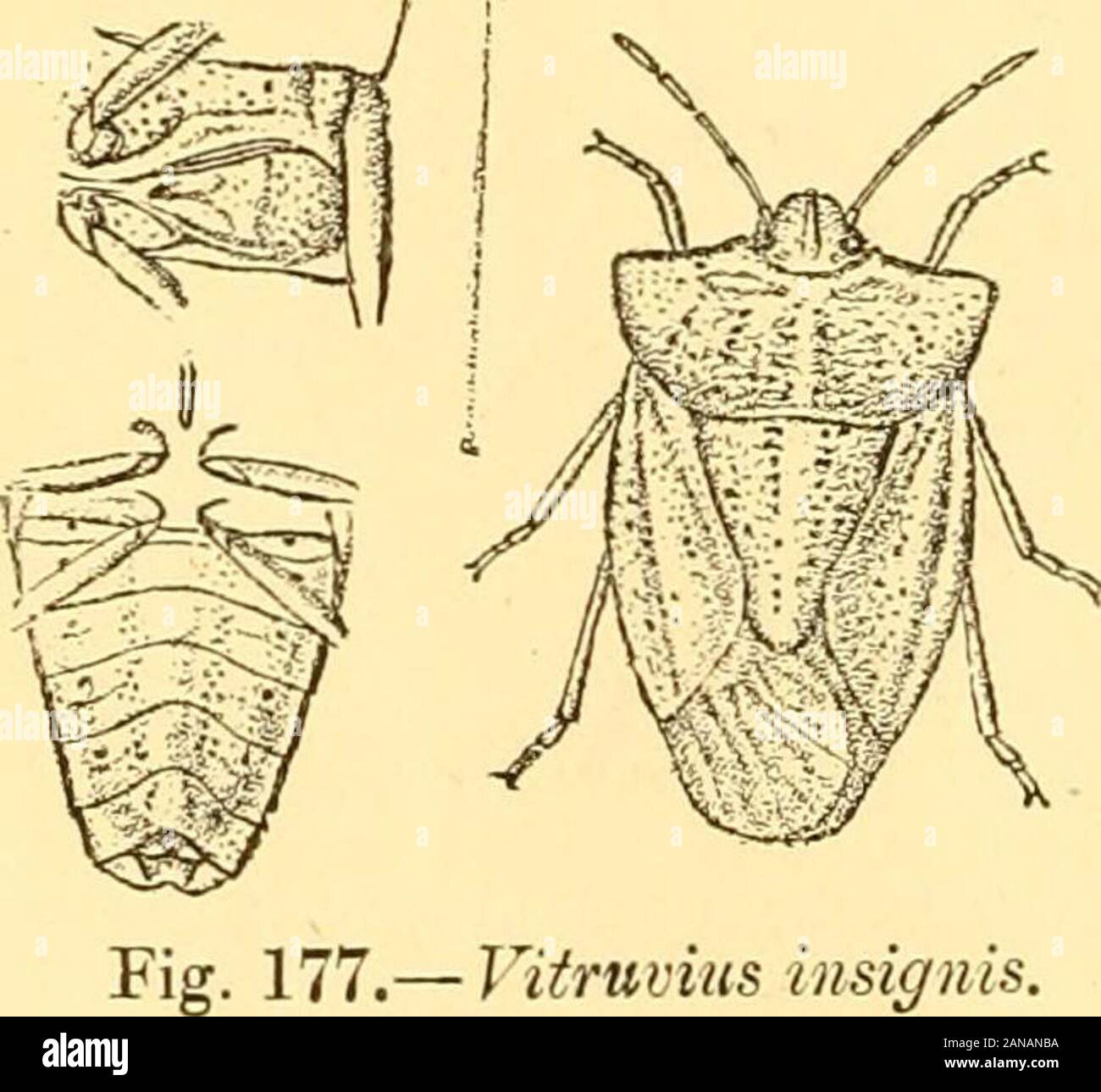 Metasternum hi-res stock photography and images - Alamy