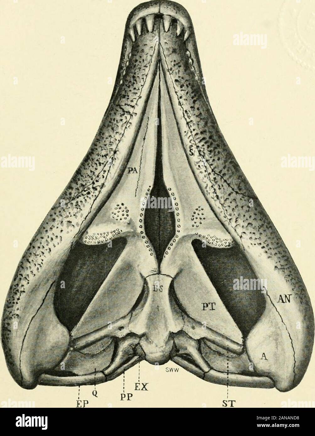 Labidosaurus hi-res stock photography and images - Alamy