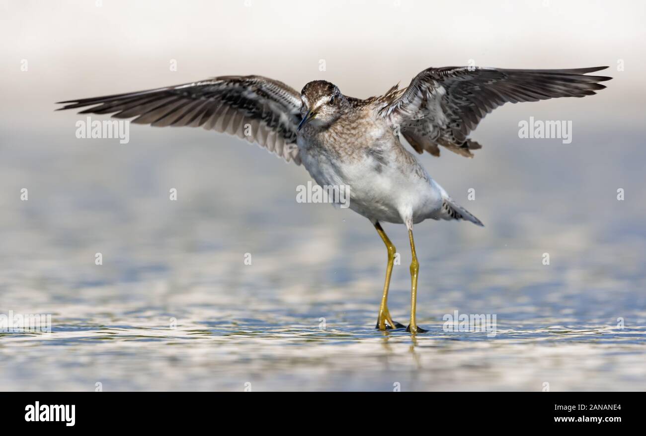 Wood Sandpiper in flight over water surface with wide spreaded wings ...